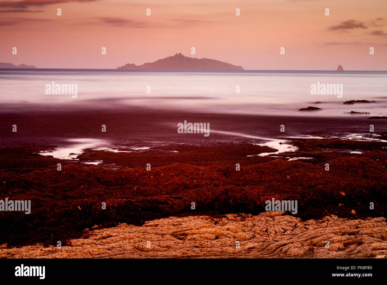 Sand Covered Red Algae Washed Up On The Beach, Waipu Cove, Waipu, Bream ...