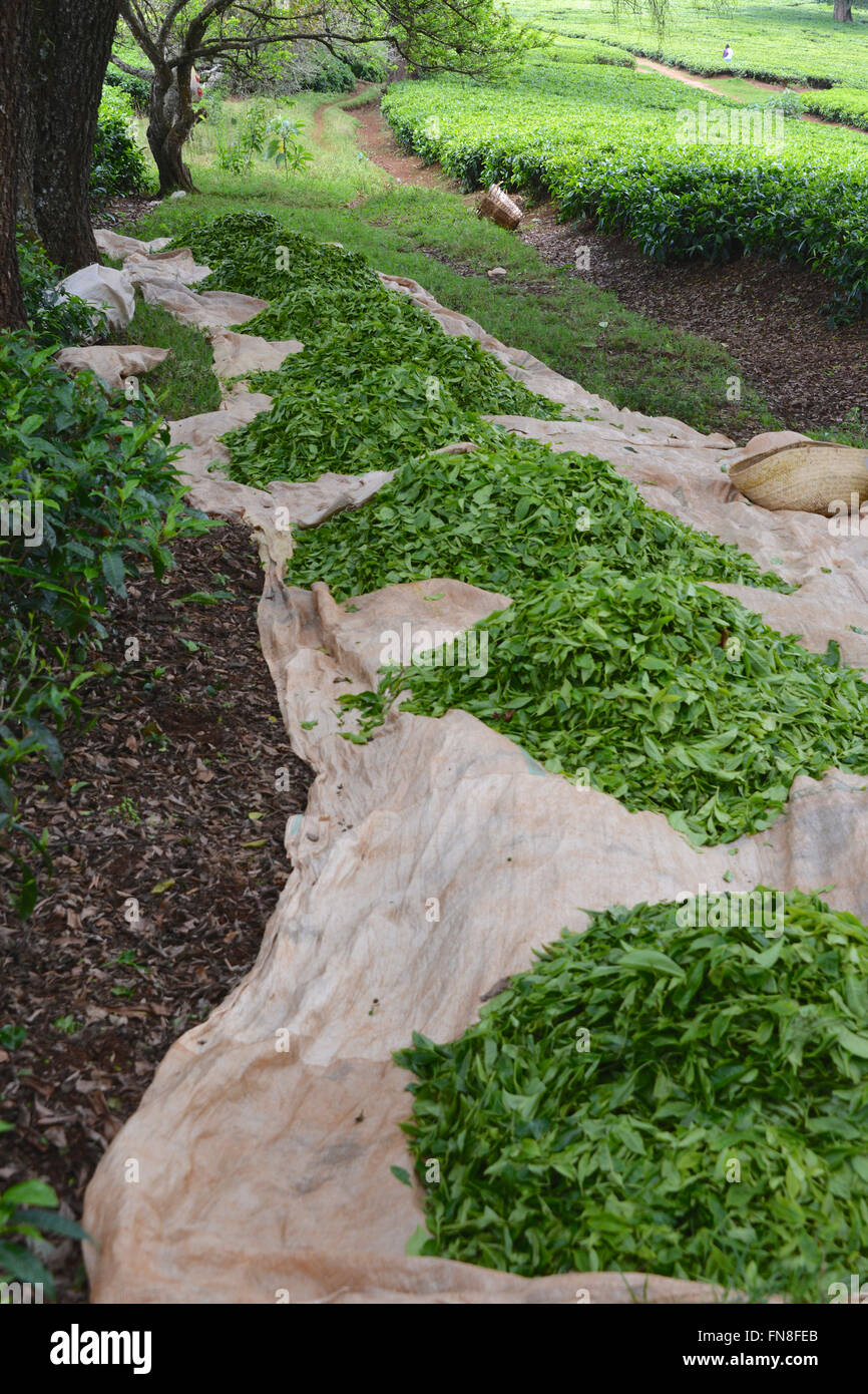 Africa: Kenya: Tea Leaves being sorted at a tea plantation at Limuru ...