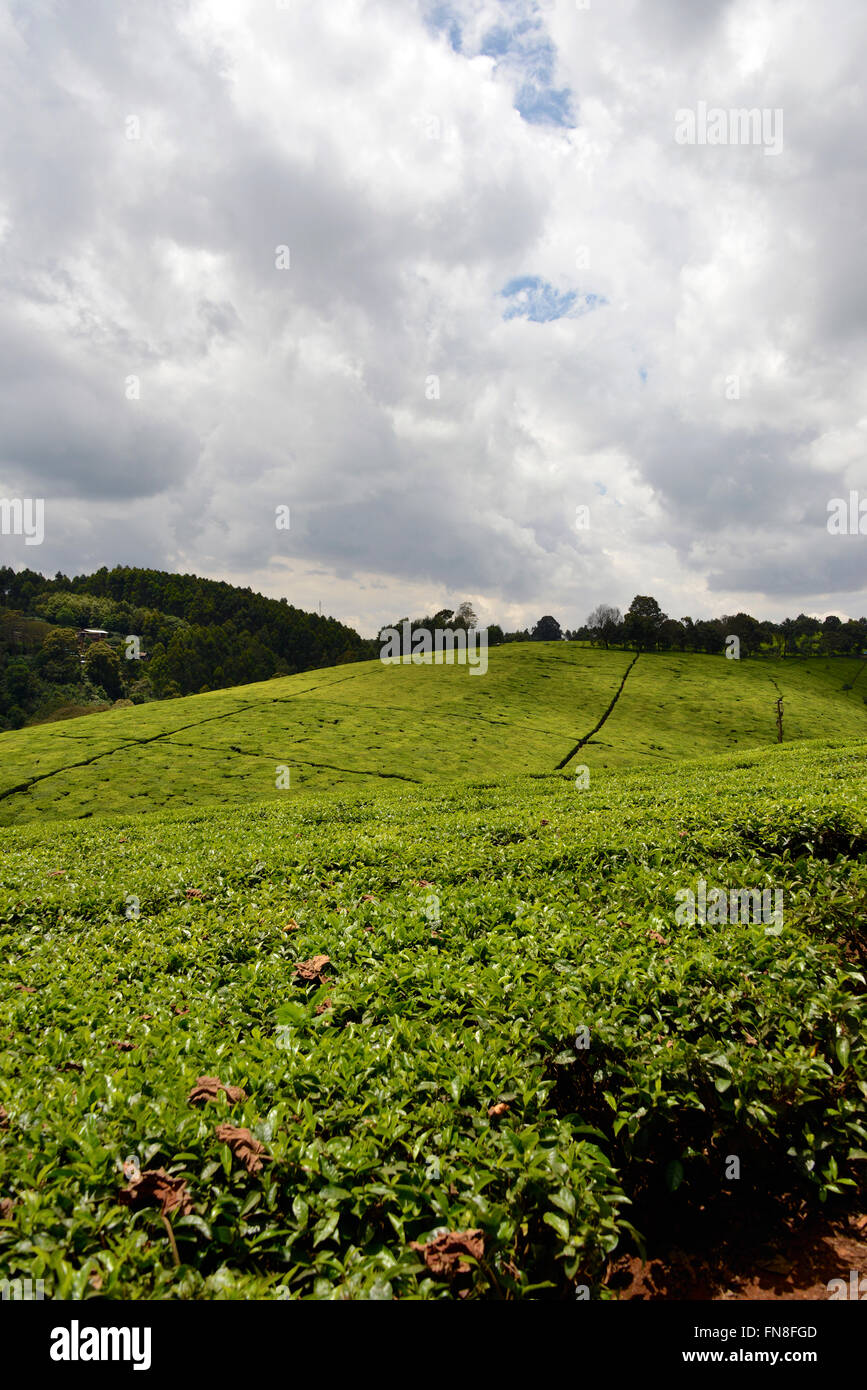 Africa: Kenya: Tea plantation at Limuru Tea Farm, Naivasha, Nairobi ...