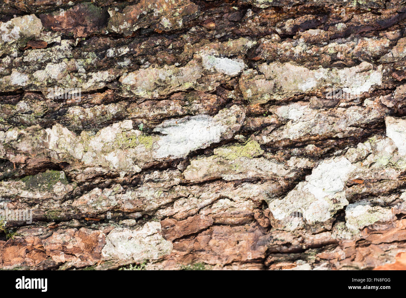 Wood surface texture background. Pine bark pattern Stock Photo - Alamy