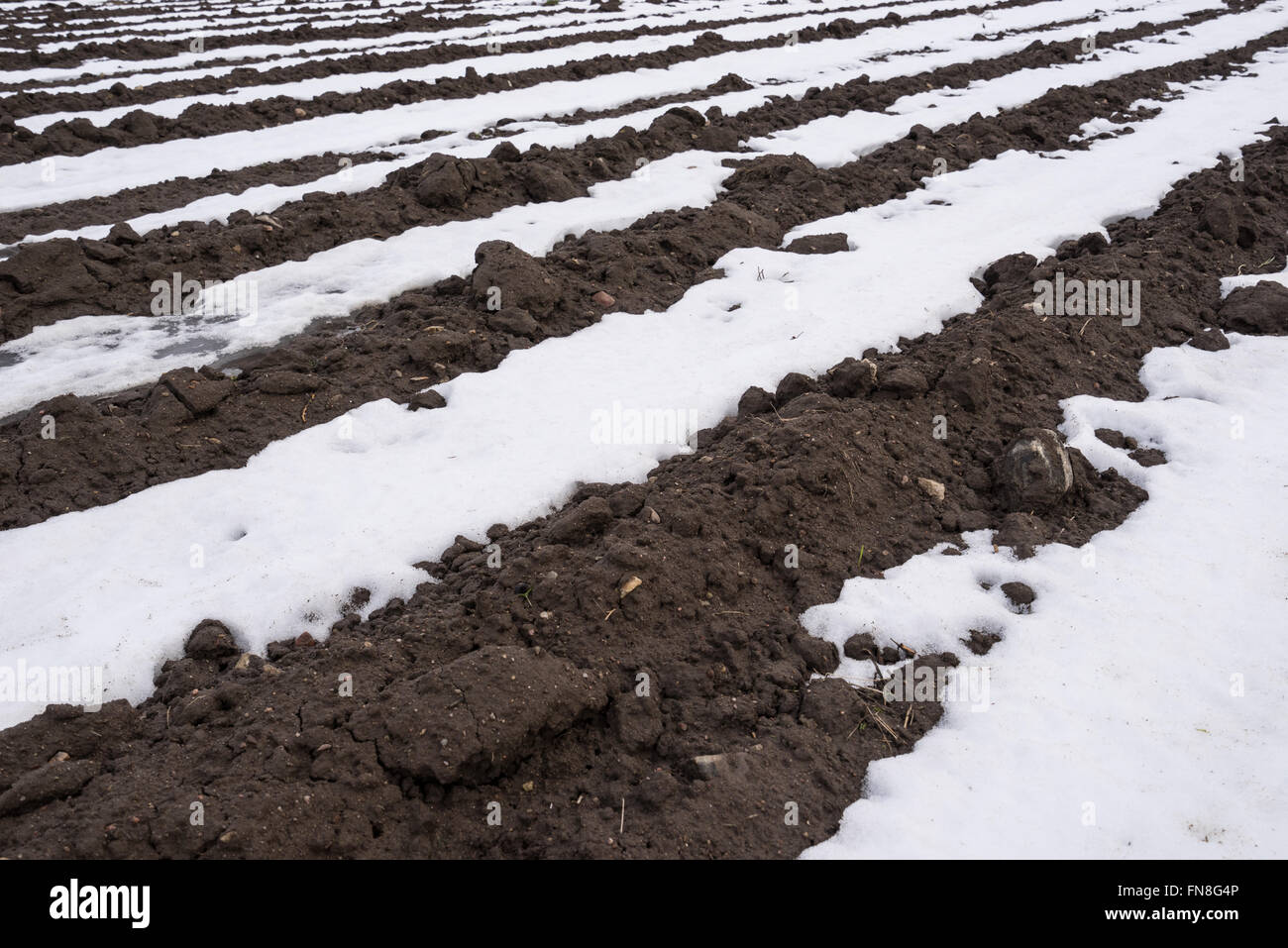 Snowy field, potato furrows. White snow and black soil. Winter season ...
