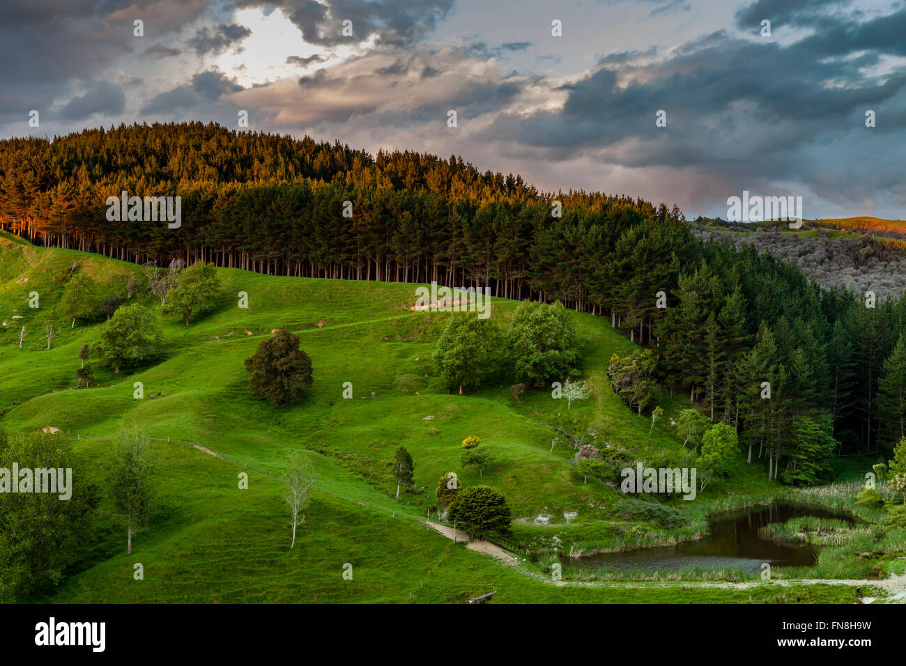 Rural Landscape Near Pukekohe, North Island, New Zealand Stock Photo ...
