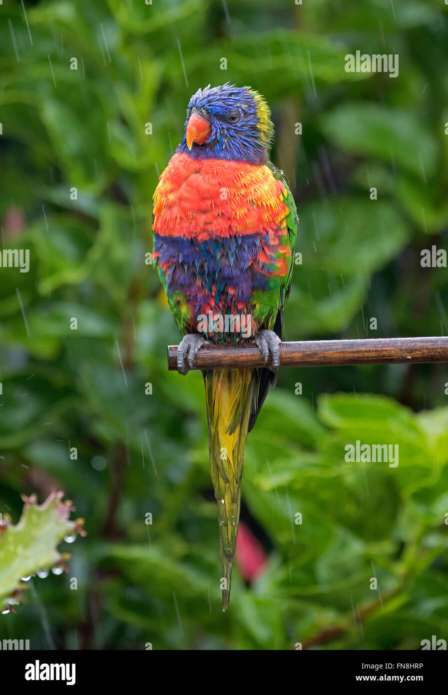 Rain sodden rainbow lorikeets perch on branch whilst preening and ...