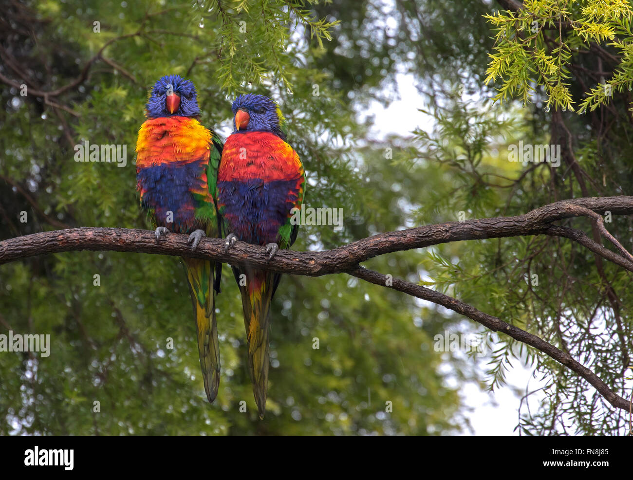 Rain sodden rainbow lorikeets perch on branch whilst preening and ...
