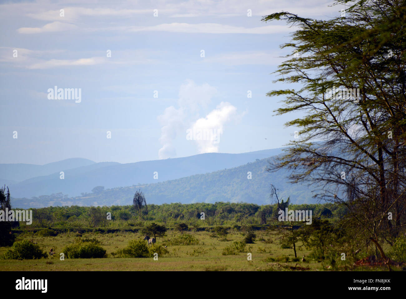 AFRICA: KENYA: Shores of Lake NAIVASHA in the East African Rift Valley ...