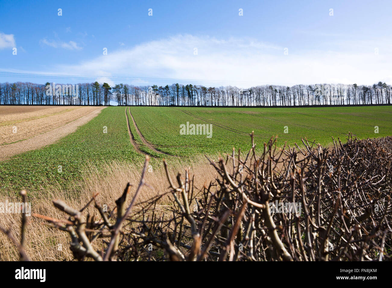Rural landscape with tree line on the hoirizon Stock Photo - Alamy