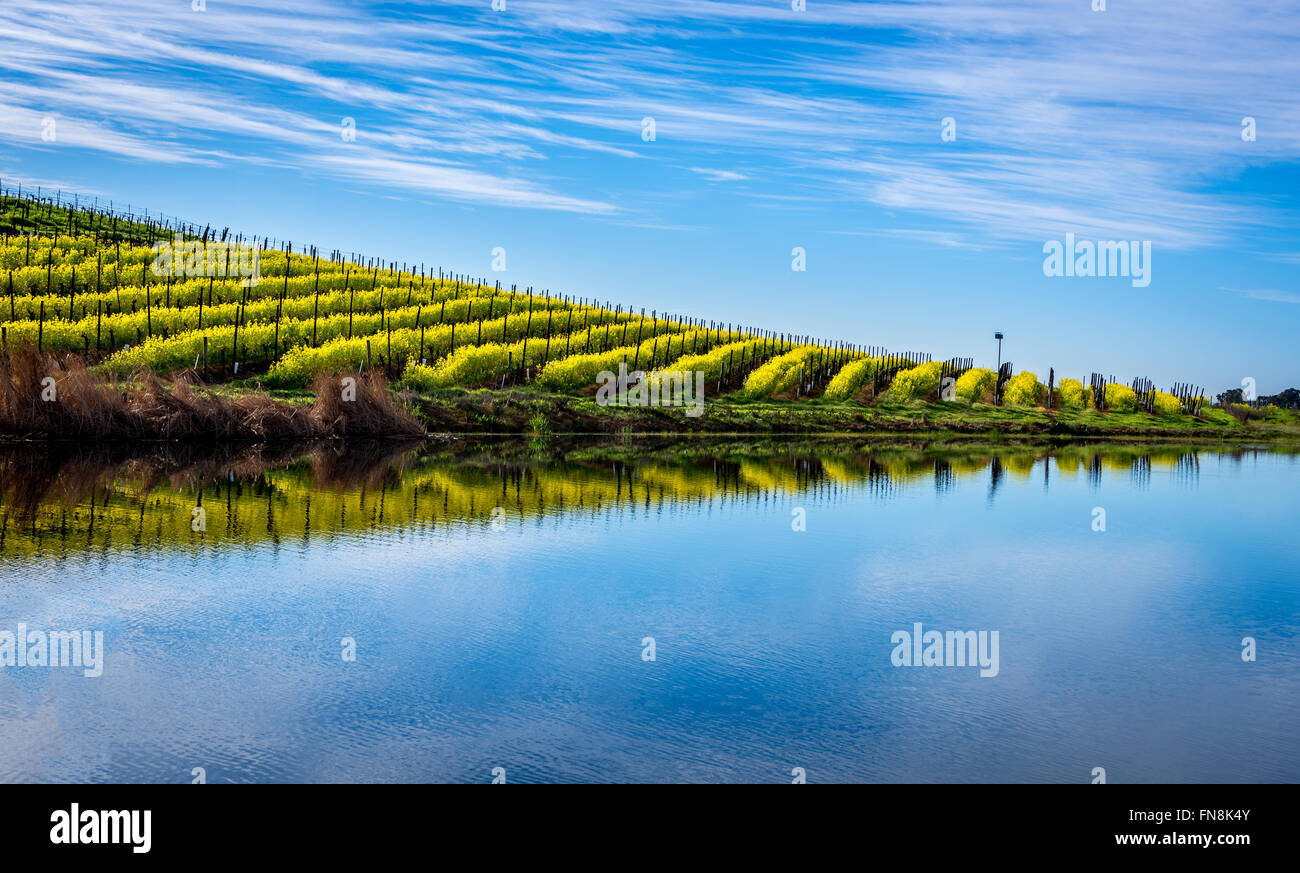 Mustard bloom in the vineyard reflected in water Stock Photo - Alamy