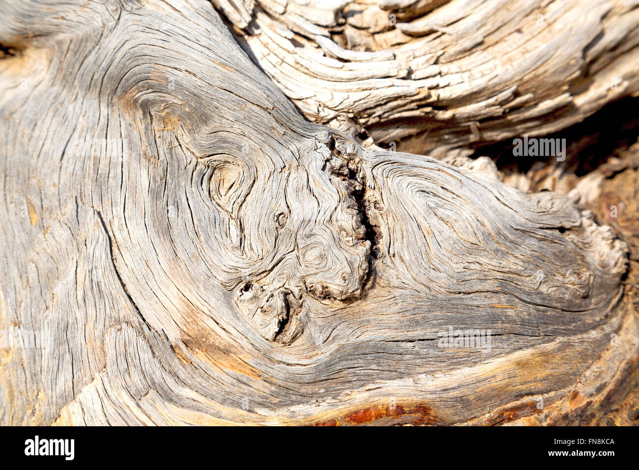 barck in the abstract close up of a tree color and texture Stock Photo ...