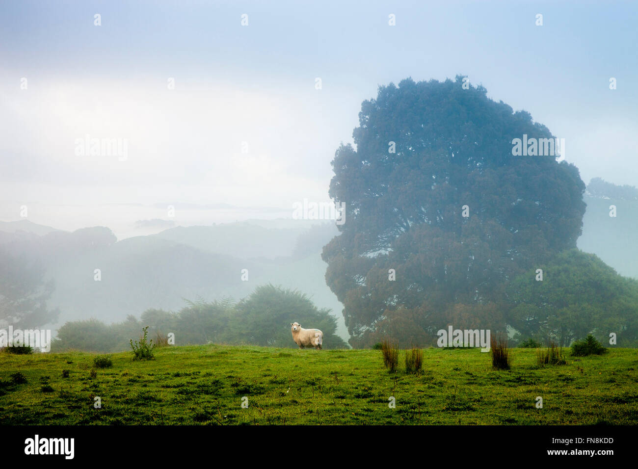 Pukekohe High Resolution Stock Photography and Images - Alamy