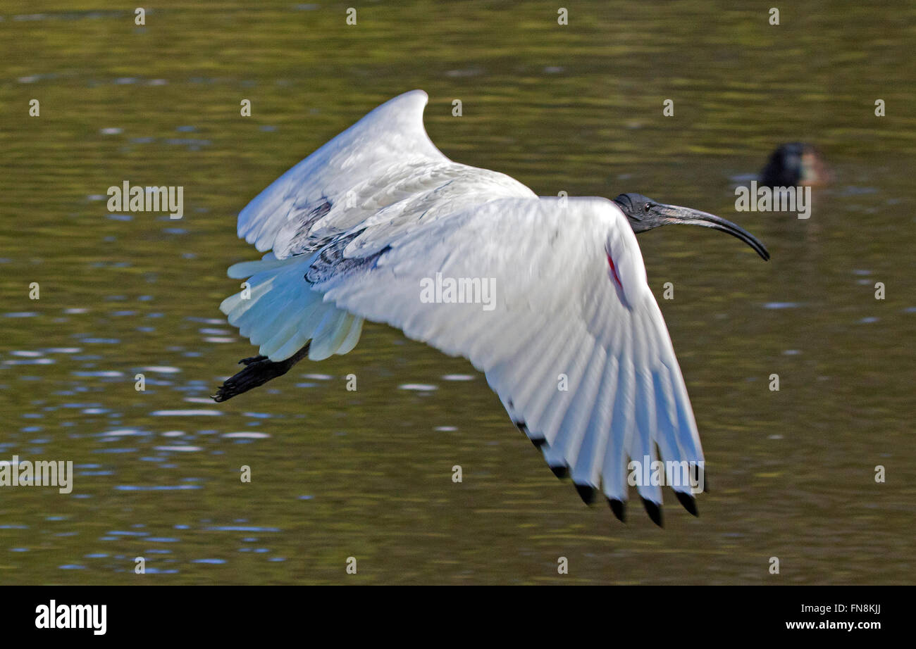 Ibis bird australia hi-res stock photography and images - Alamy