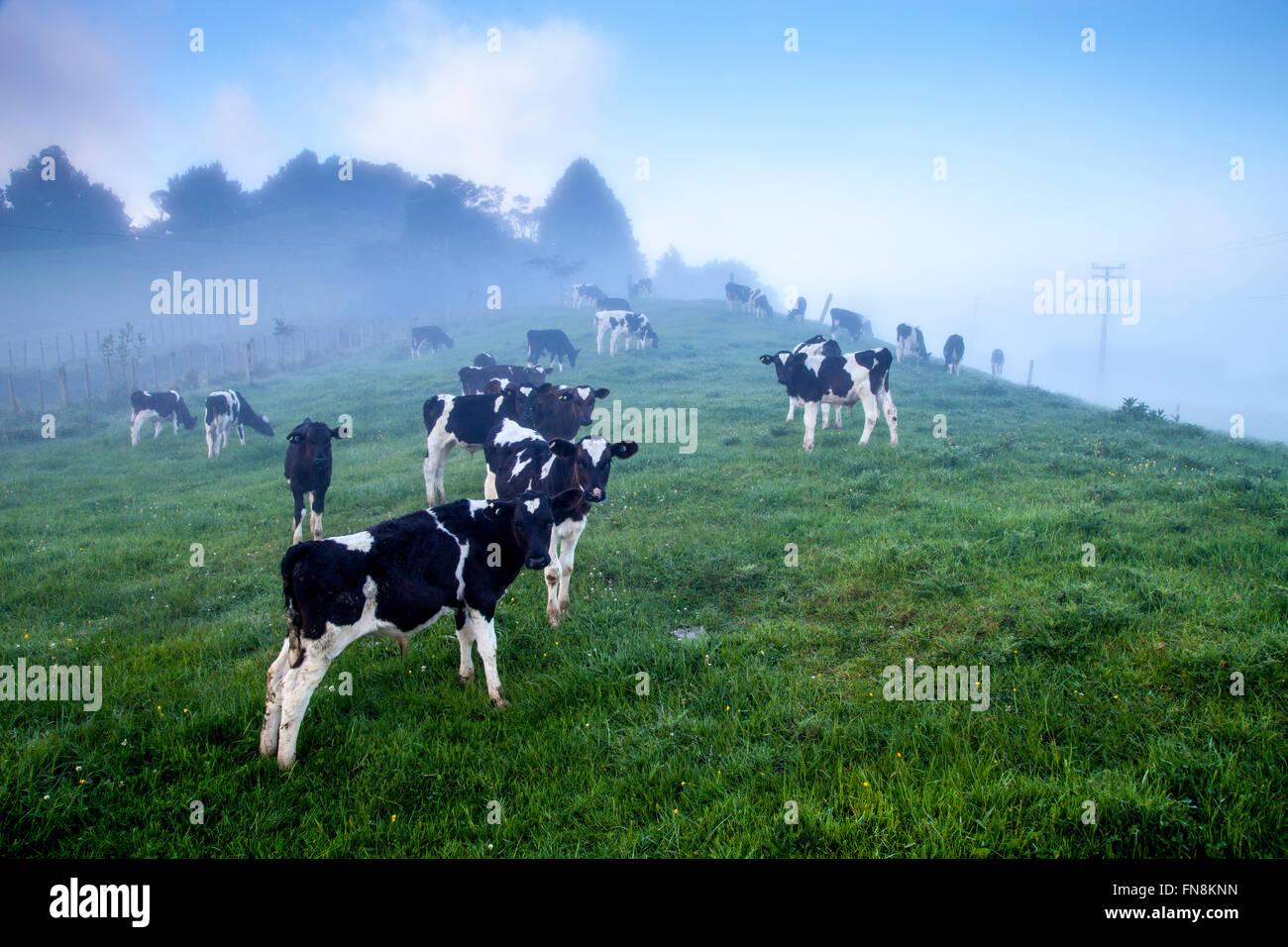 Rural Landscape Near Pukekohe, North Island, New Zealand Stock Photo ...
