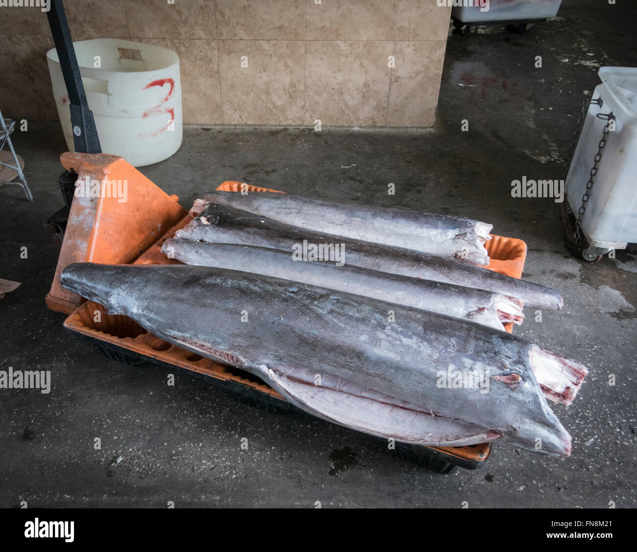 Marlin fish underwater hi-res stock photography and images - Alamy