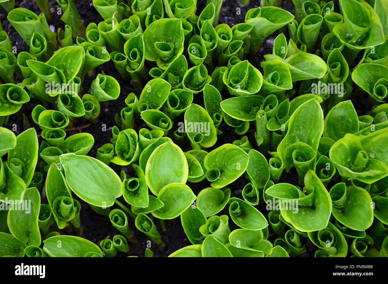 Green shoots plant hi-res stock photography and images - Alamy