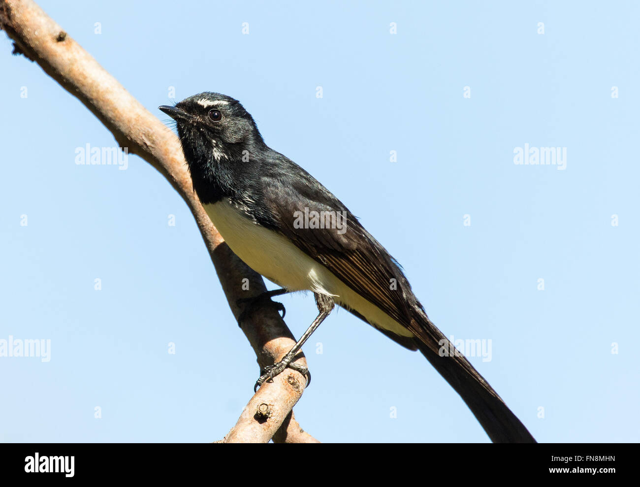willy wagtail on thew branch of a tree photographed / pictured in a ...