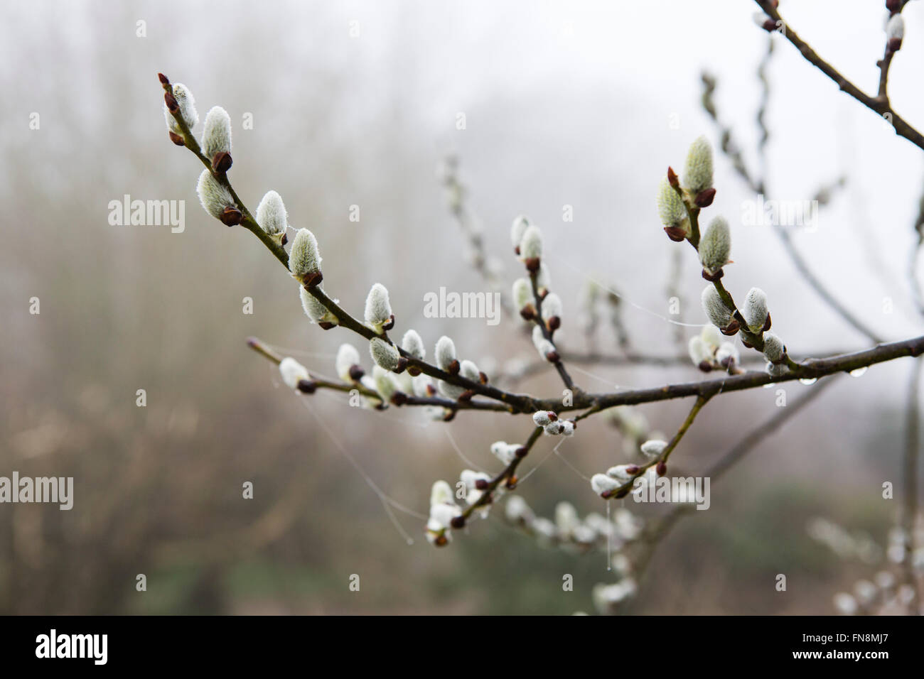 Delicate buds forming hi-res stock photography and images - Alamy