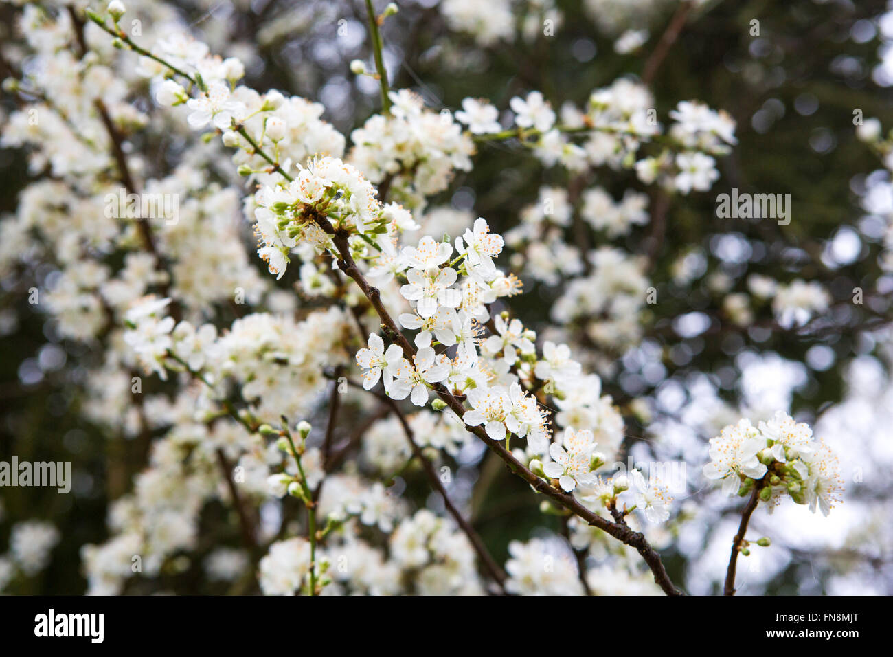 Blossom and buds forming on trees at the start of spring in the misty ...