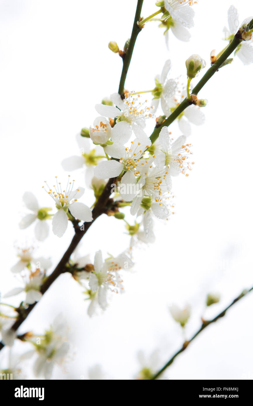 Blossom and buds forming on trees at the start of spring in the misty ...