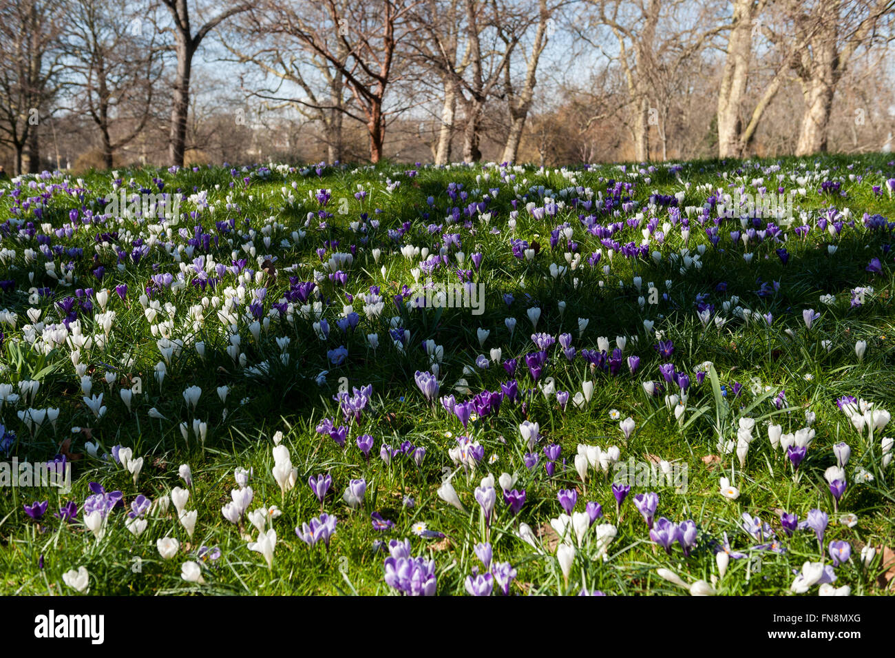 London, UK. 14 March 2016. The crocuses are in bloom in St. James' Park ...