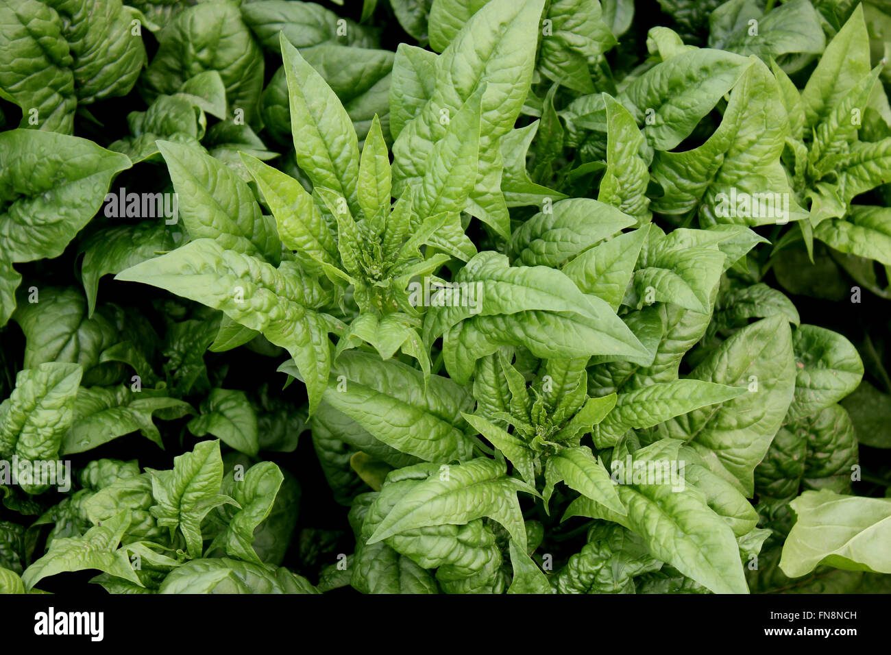 Hastate leaves hi-res stock photography and images - Alamy