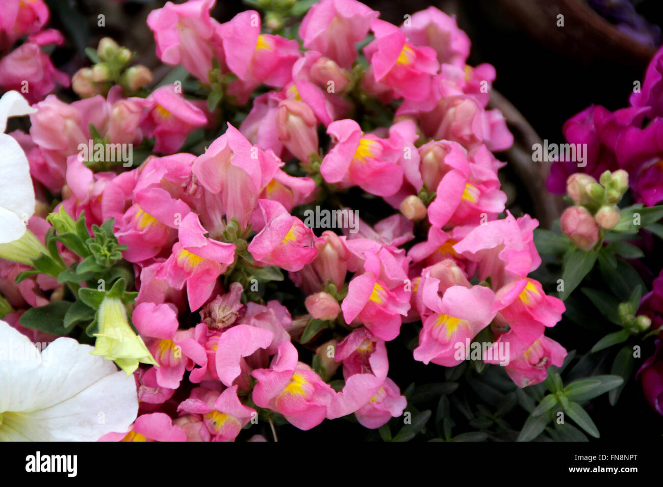 Antirrhinum majus, common snapdragon, cultivated ornamental herb with ...