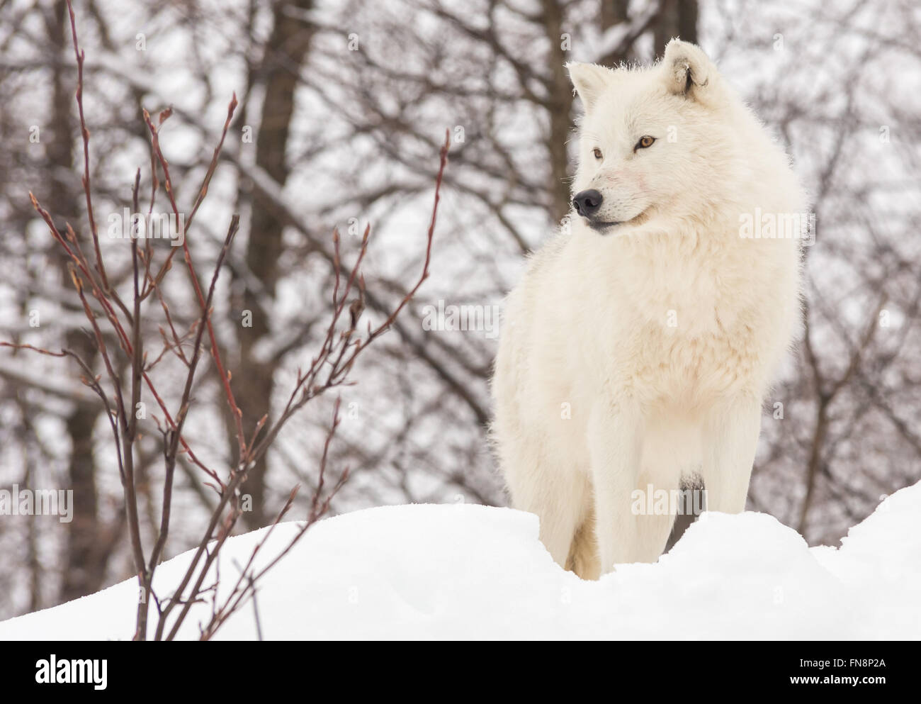 Arctic Wolf in winter Stock Photo - Alamy