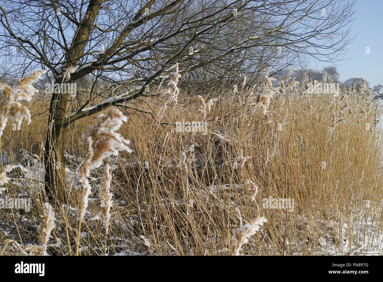 Rattan Plant High Resolution Stock Photography and Images - Alamy