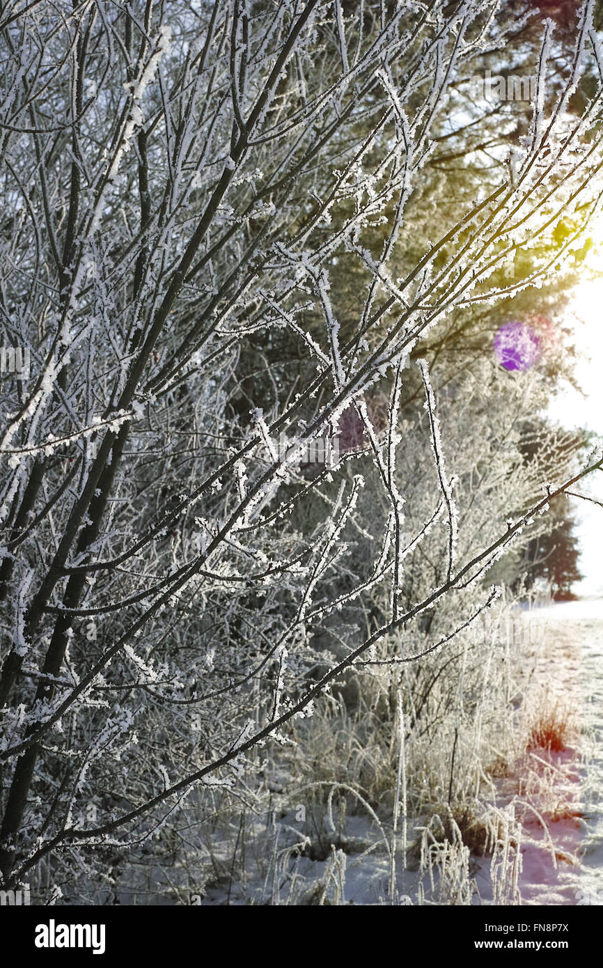 Frosty tree hi-res stock photography and images - Alamy