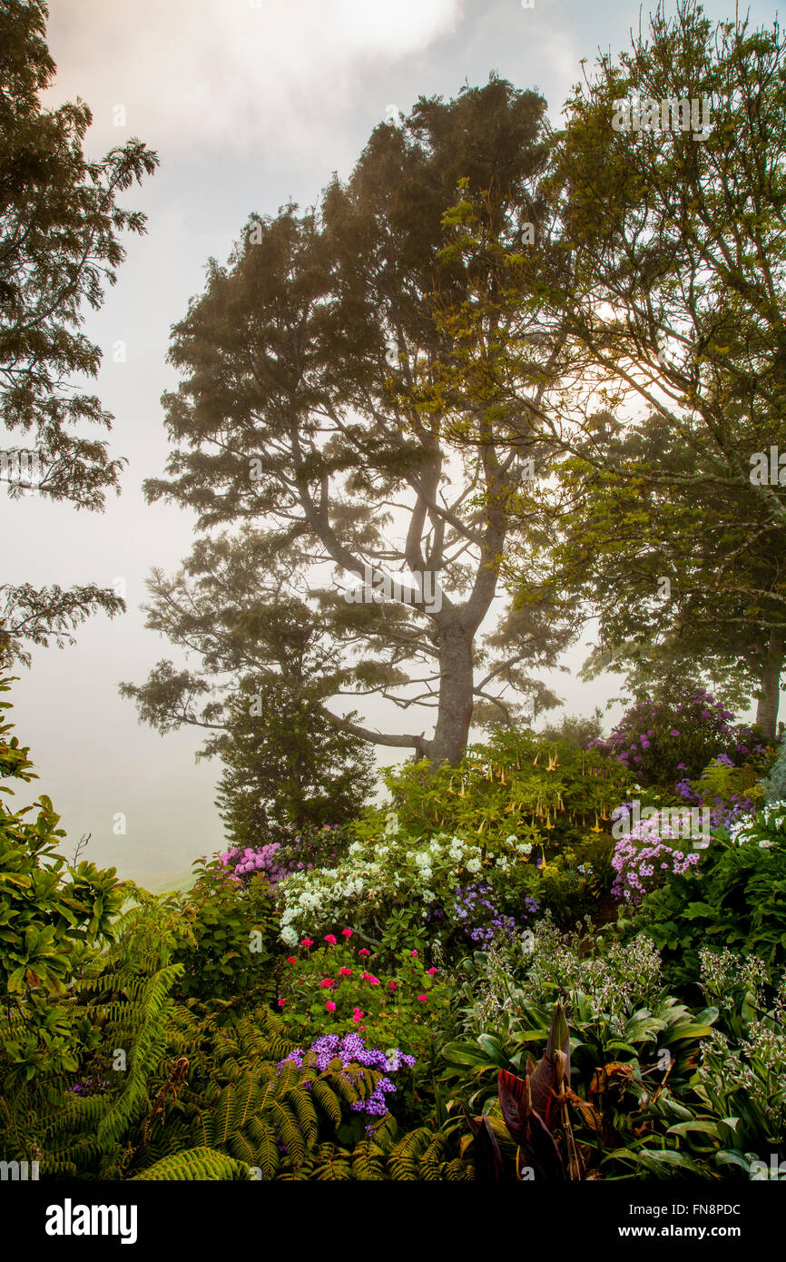 Misty Landscape Near Pukekohe, North Island, New Zealand Stock Photo ...