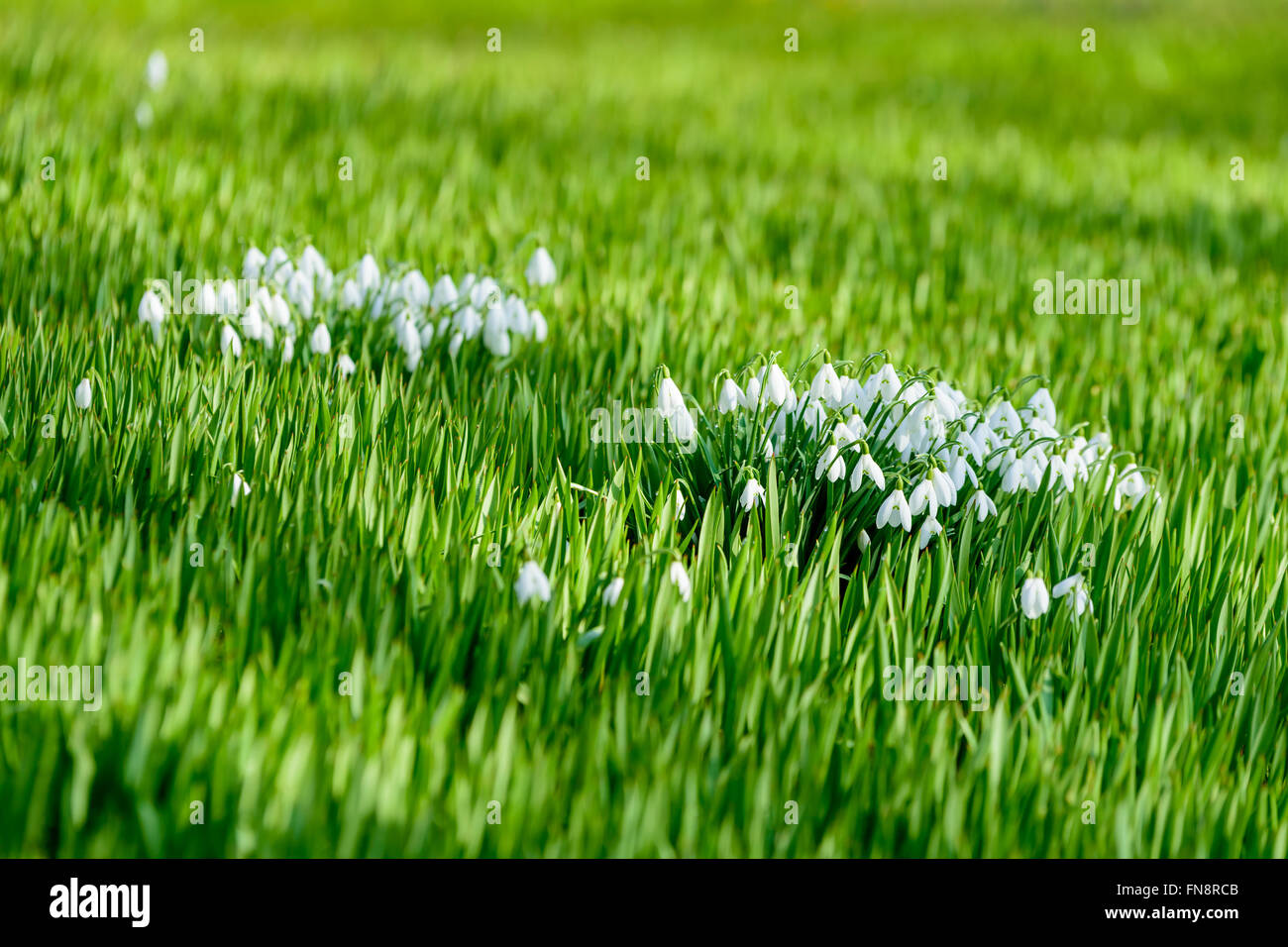 The common snowdrop (Galanthus nivalis) seen in early spring, is one of ...