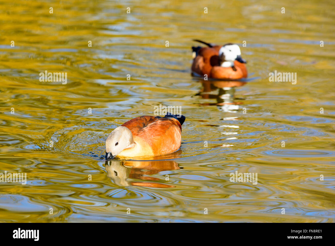 South African shelduck or Cape shelduck (Tadorna cana) swimming on ...