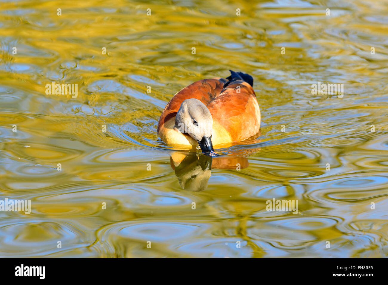 South African shelduck or Cape shelduck (Tadorna cana) swimming on ...
