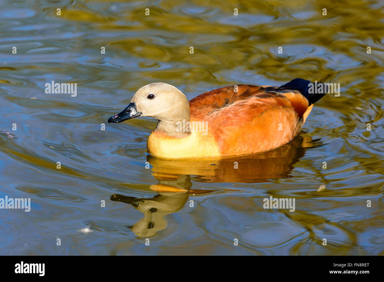 South African shelduck or Cape shelduck (Tadorna cana) swimming on ...
