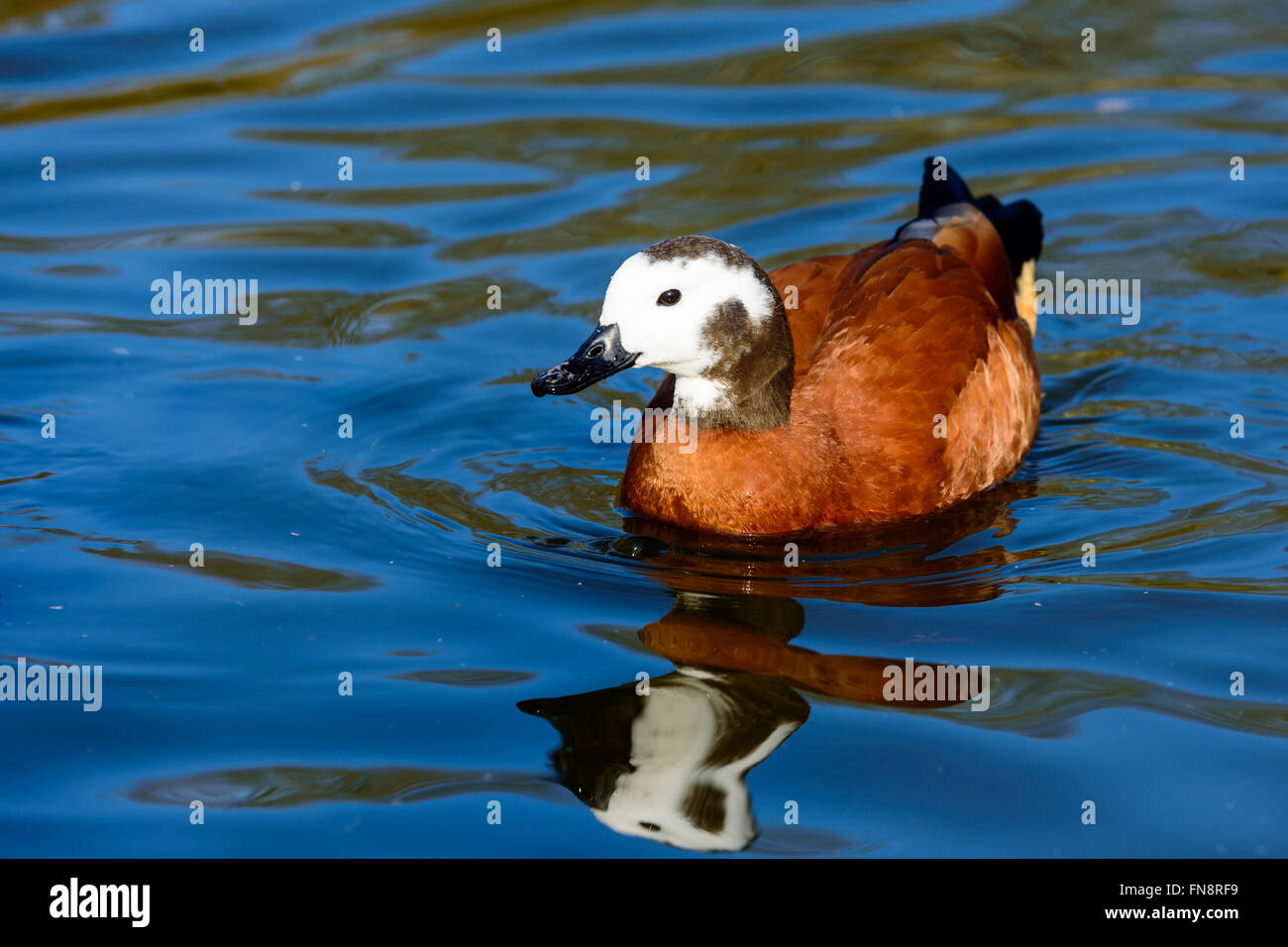 South African shelduck or Cape shelduck (Tadorna cana) swimming on ...