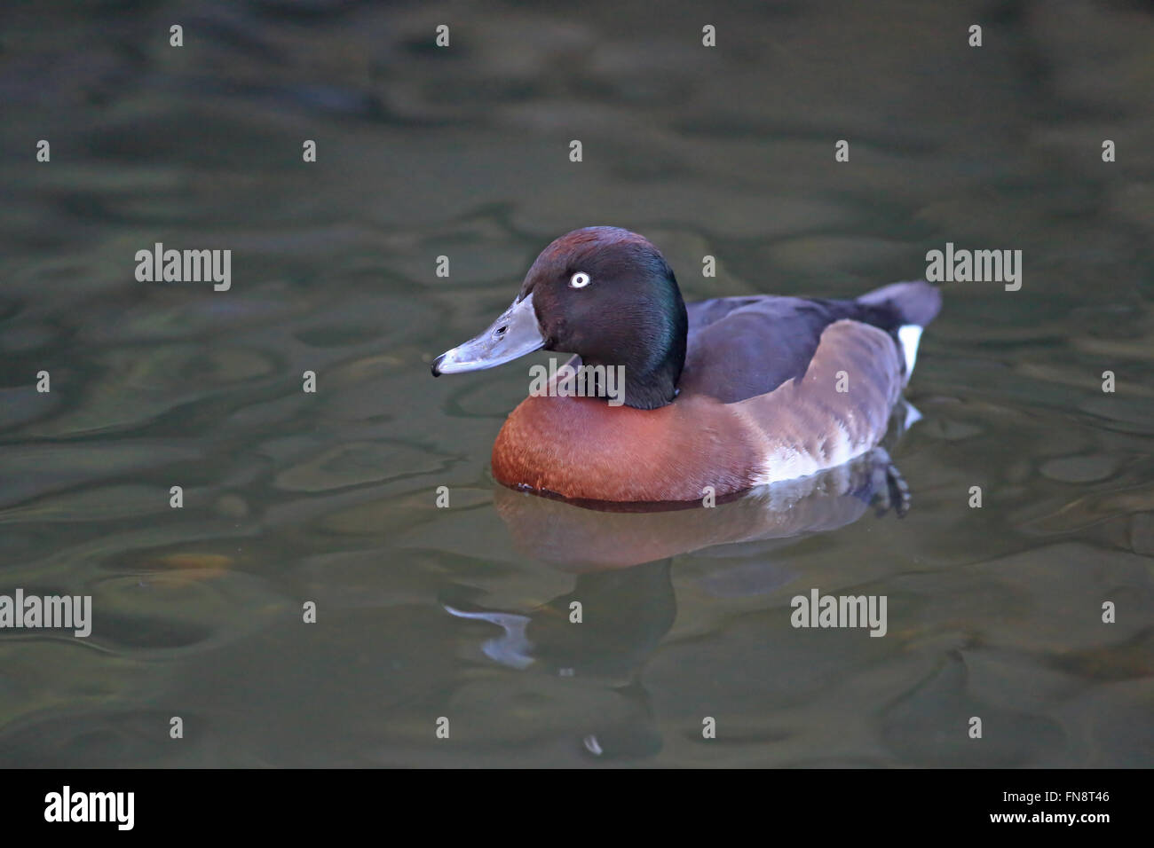 Baer's Pochard (Aythya baeri) CAPTIVE Stock Photo - Alamy