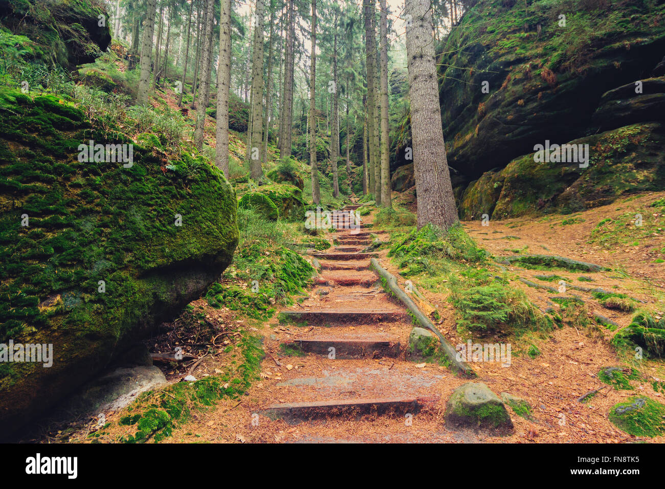 wooden hiking path inside forest landscape Stock Photo - Alamy