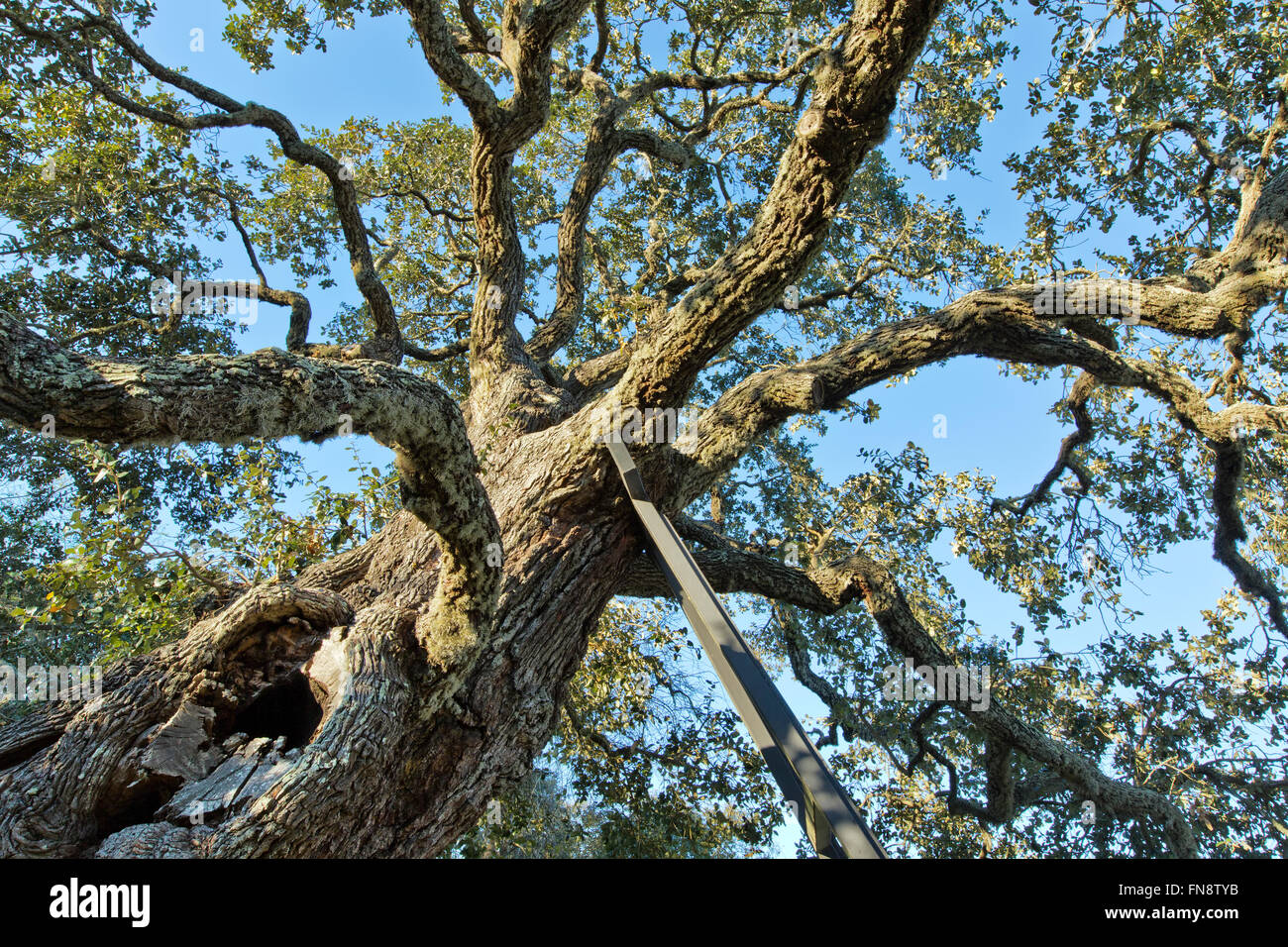 Live Oak Tree Bark High Resolution Stock Photography and Images - Alamy