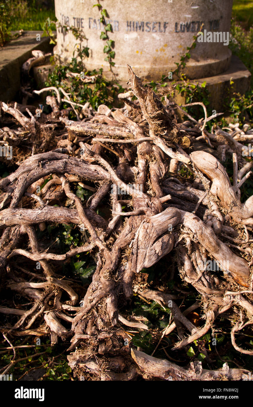 Ivy Roots High Resolution Stock Photography and Images - Alamy