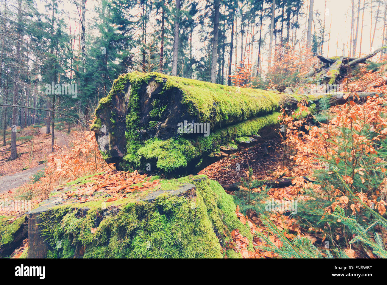 Inside forest hi-res stock photography and images - Alamy