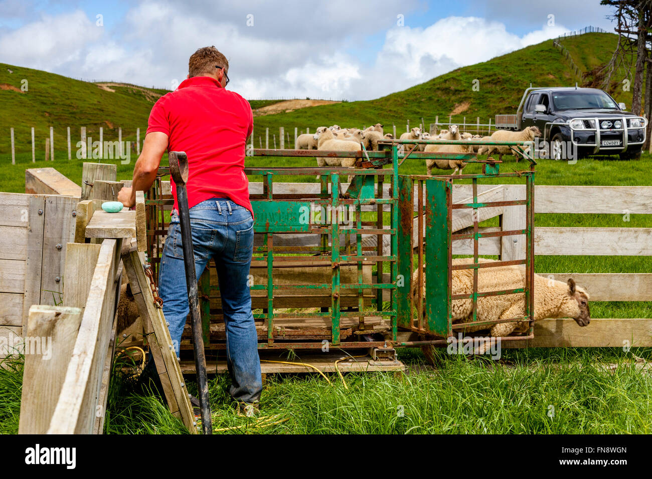Sheep Being Counted and Weighed, Sheep Farm, Pukekohe, New Zealand ...
