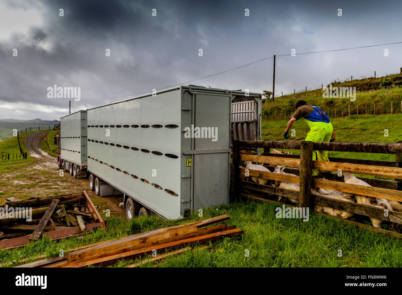 Livestock lorry transport sheep hi-res stock photography and images - Alamy