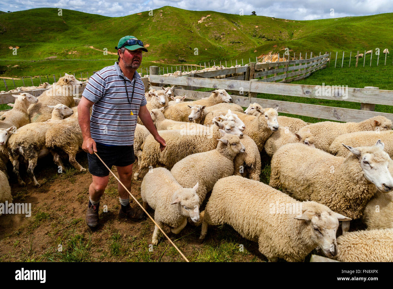 Sheep In A Pen Waiting To Be Counted and Weighed, Sheep Farm, Pukekohe ...