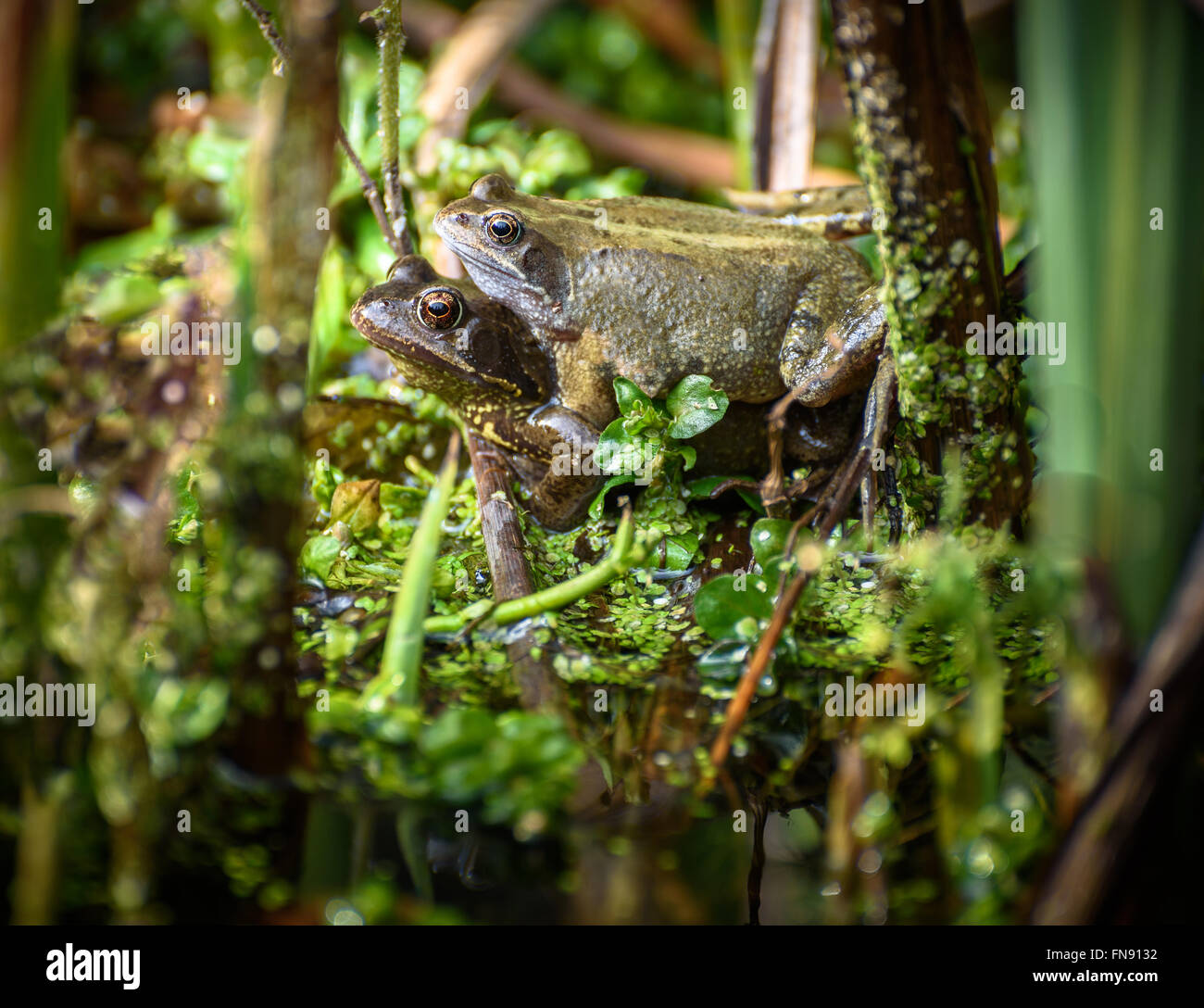 Two mating common European frogs Stock Photo - Alamy