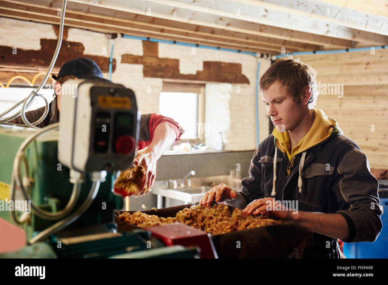 A man processing cider apples, loading the trays of the press with the ...