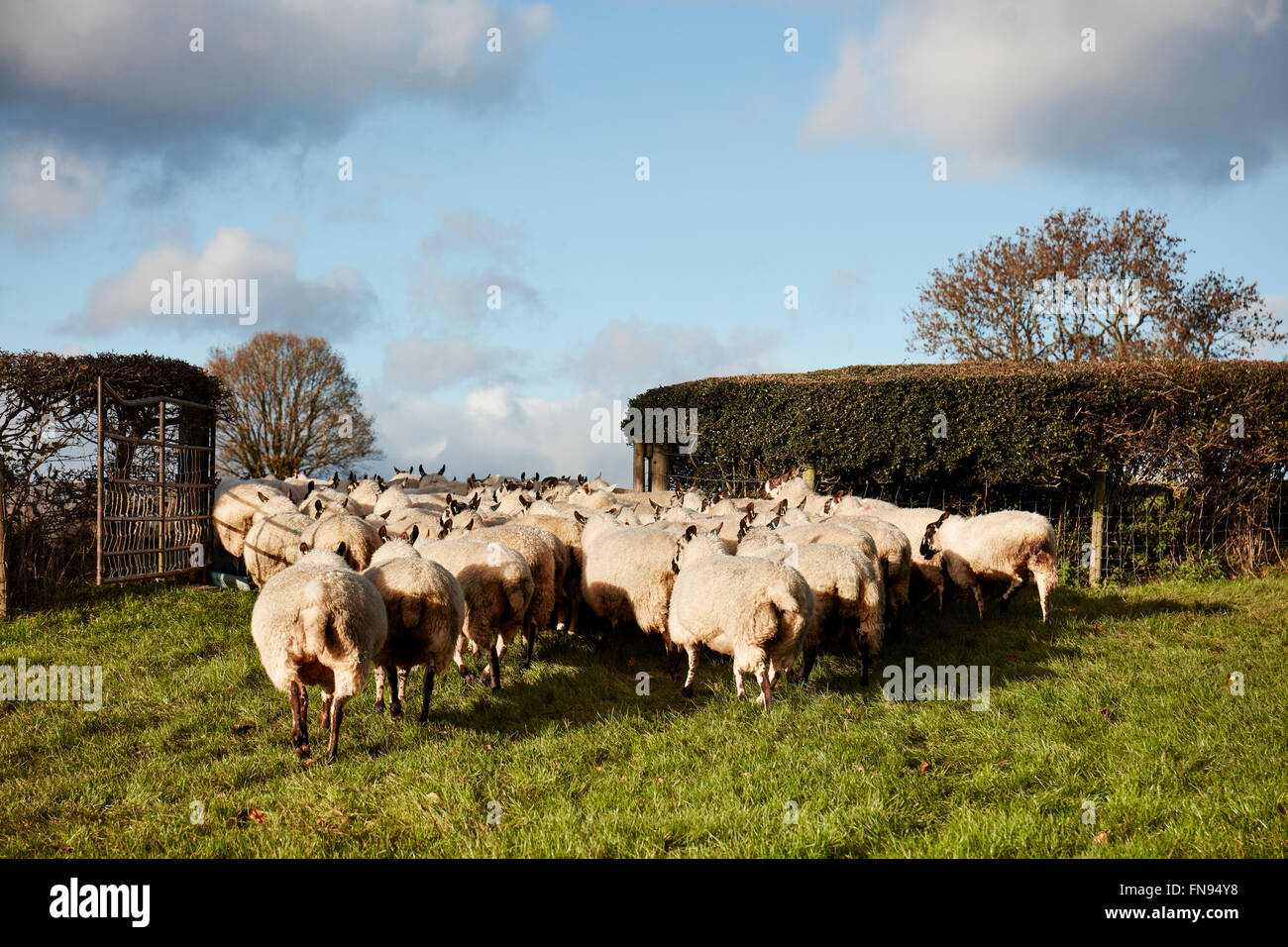 A flock of sheep moving through a gate into a field Stock Photo - Alamy
