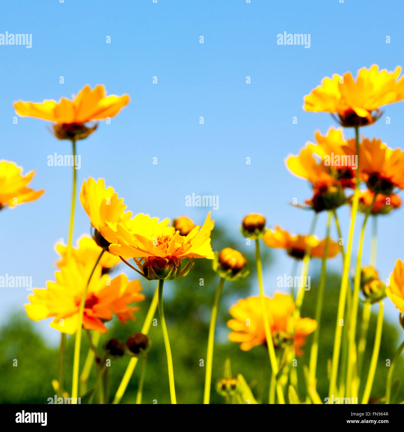dasy in italy yellow flower field nature and spring Stock Photo - Alamy