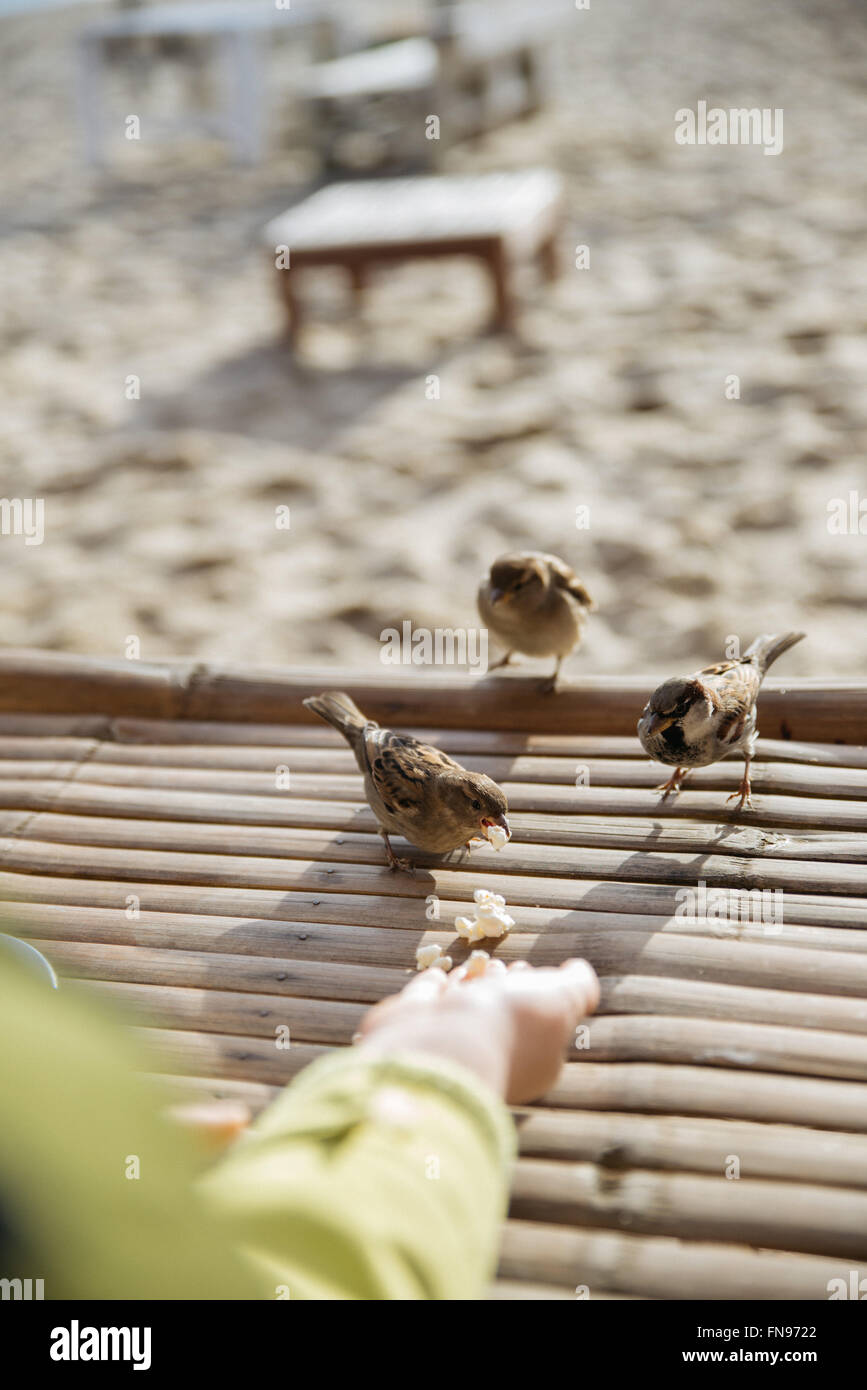 Woman feeding three sparrow birds on the beach Stock Photo - Alamy
