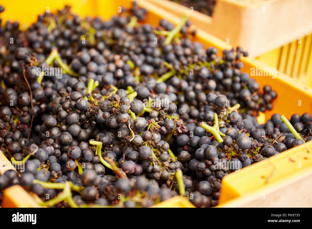A crate of harvested bunches of grapes Stock Photo - Alamy