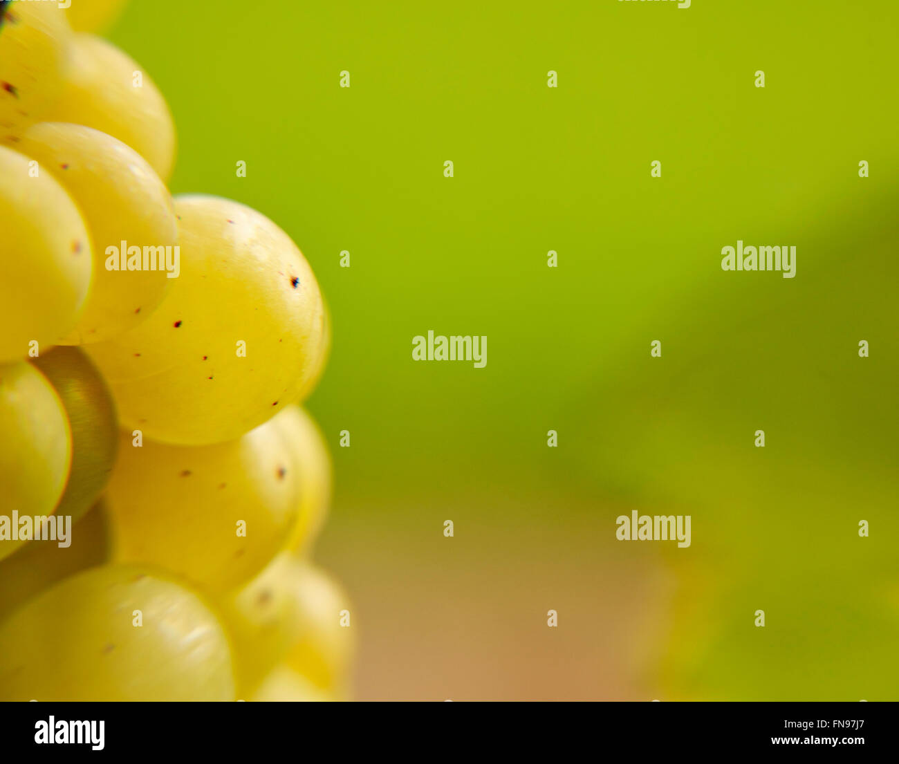 Cultivated wine grapes growing on hi-res stock photography and images ...