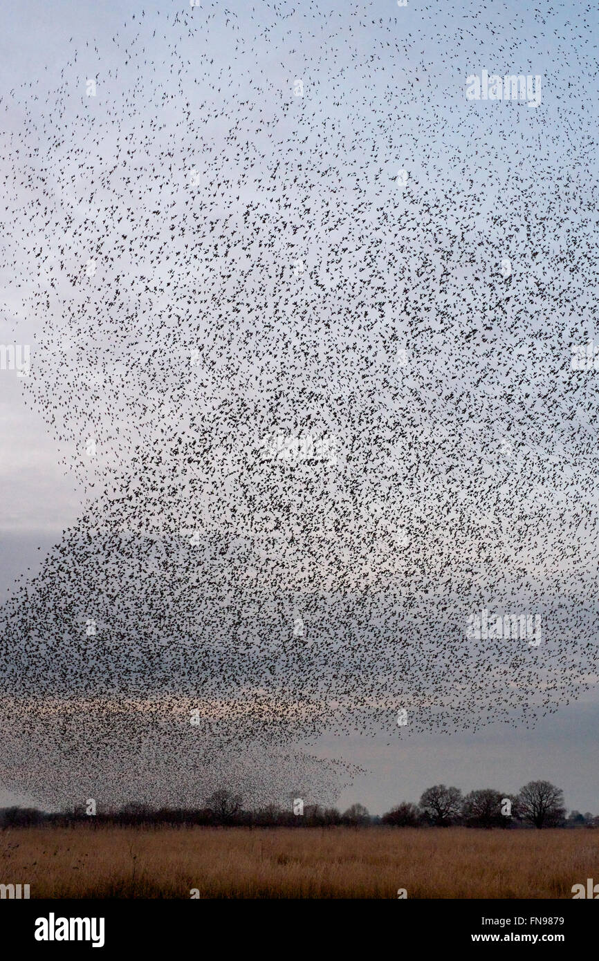 Bird wing display hi-res stock photography and images - Alamy