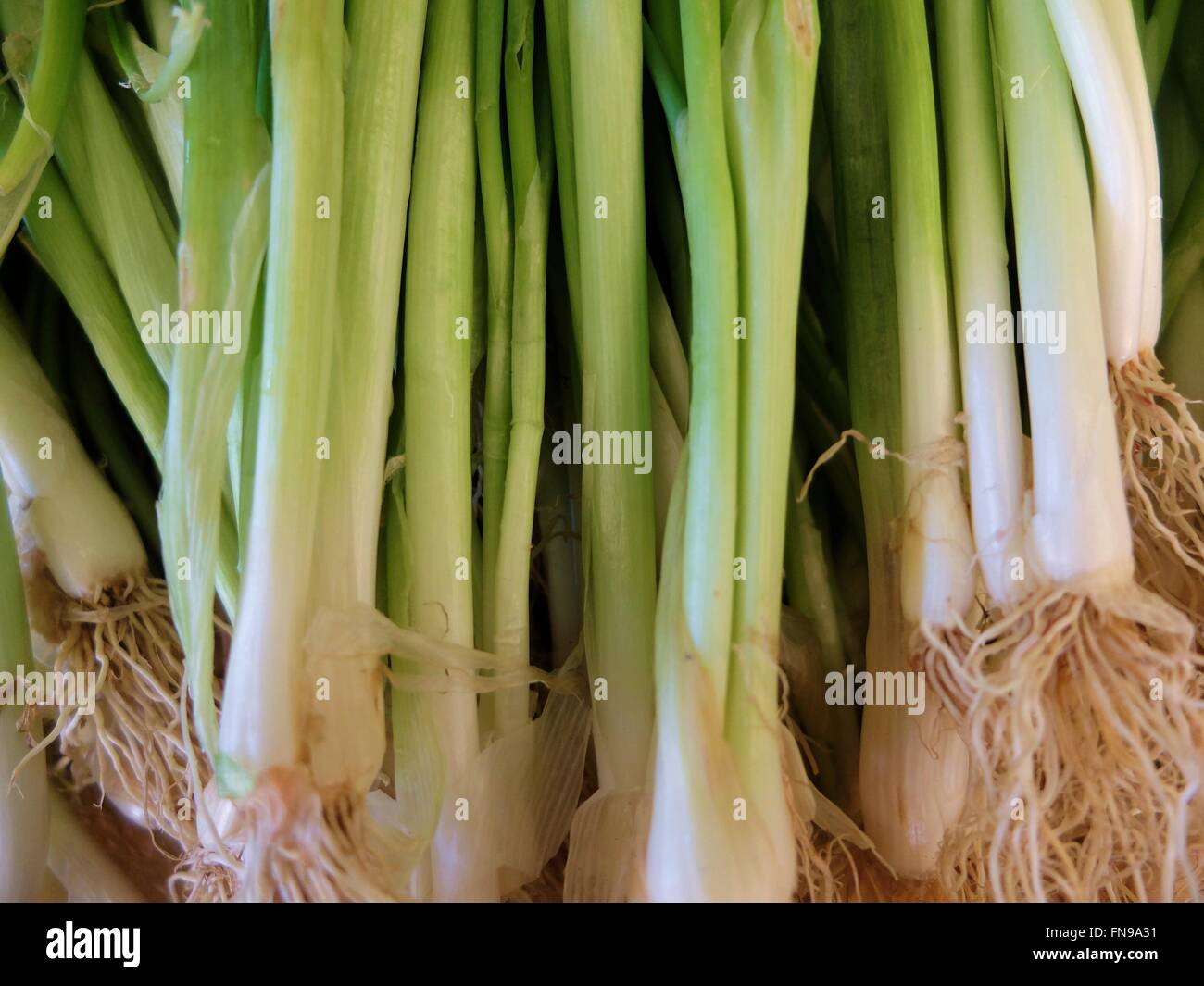 Onions full frame hi-res stock photography and images - Alamy